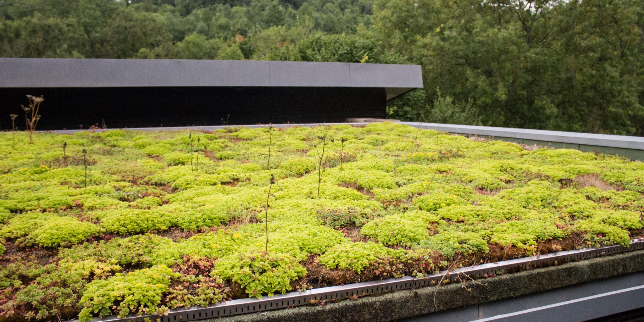 Mosdak (of sedumdak?): voor- en nadelen + prijzen